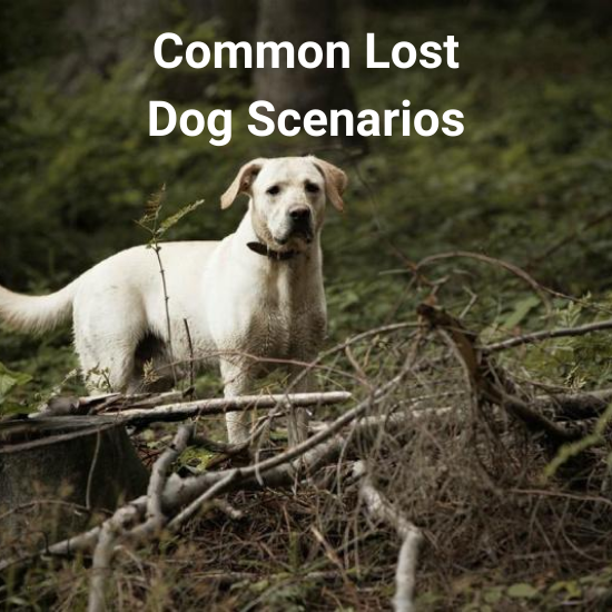 Common Scenarios for Lost Dogs | PetHub Common Scenarios for Lost Dogs | PetHub